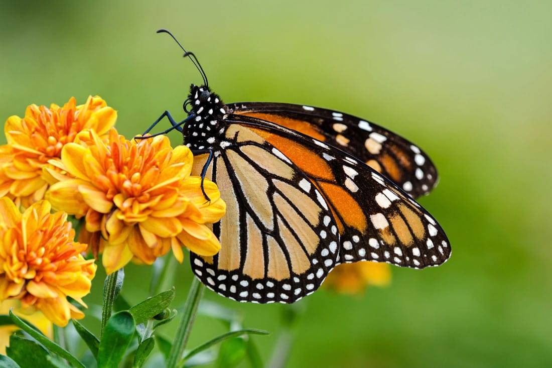 La signification et le symbolisme du papillon • Chakras Shop