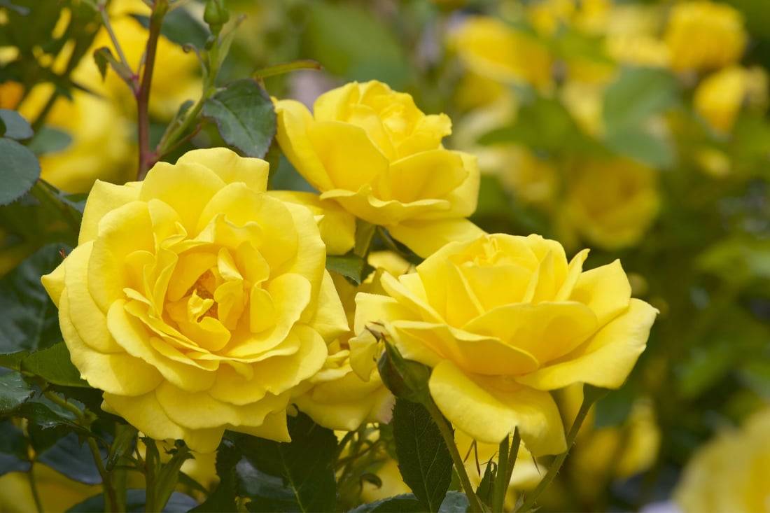 Les symboles de l’amitié • Chakras Shop